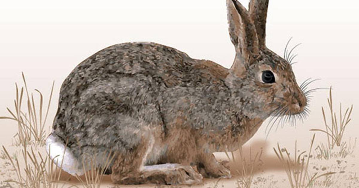 Iowa’s rabbit season now open – Newton Daily News