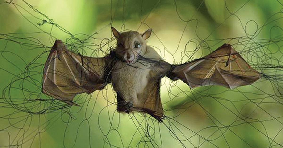 Bat Netting – Newton Daily News