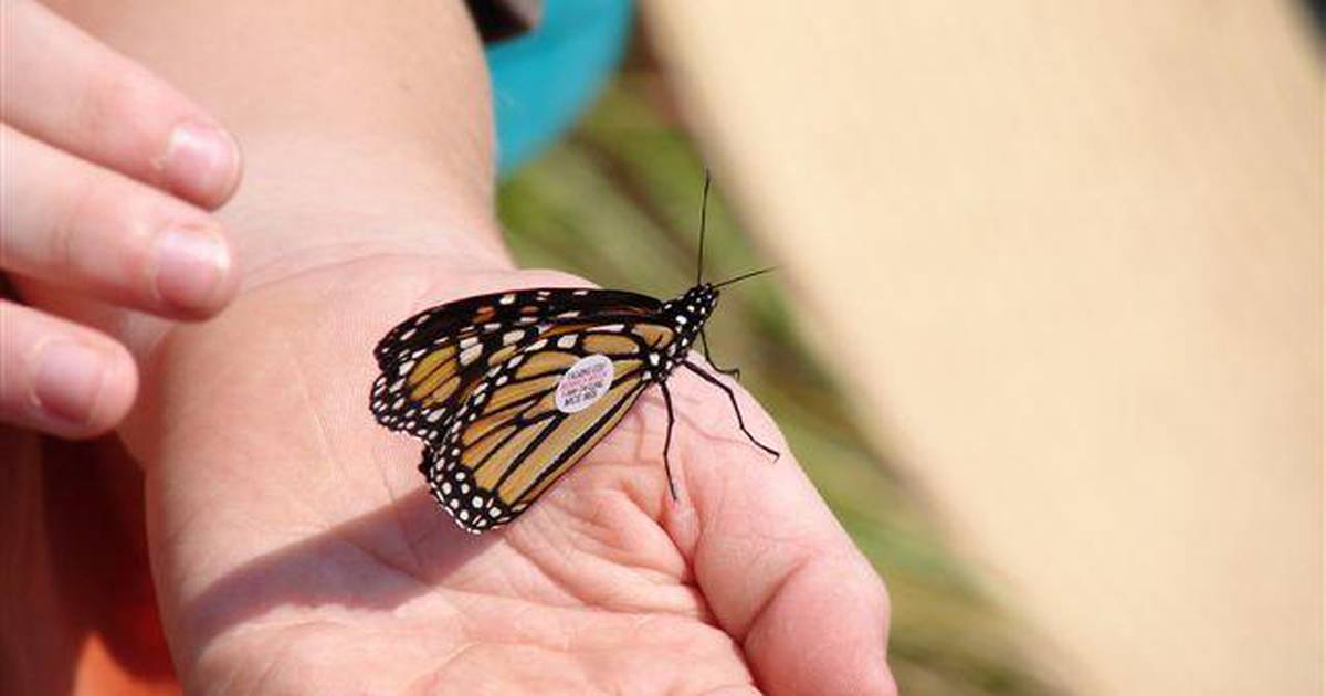 Monarch Tagging programs – Newton Daily News