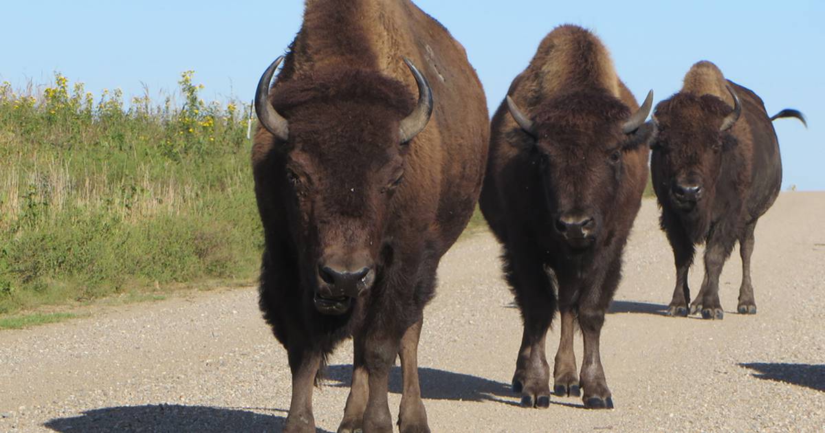 Bison Day Family Festival Saturday – Newton Daily News