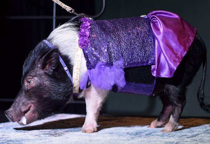 Photos: Joy the mini-pig celebrates 10th birthday at Capitol II Theatre ...