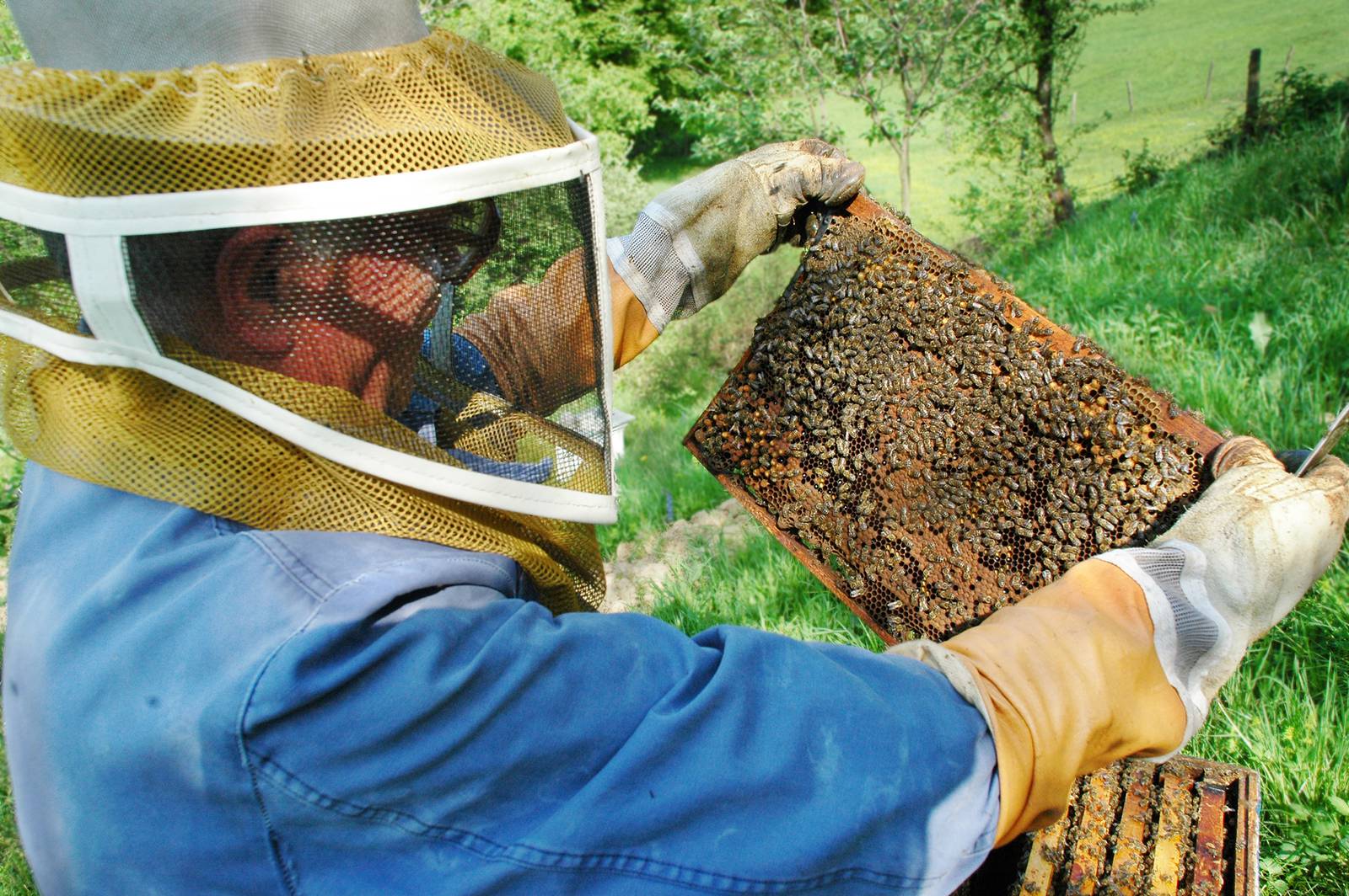 Jasper County Master Gardeners to host beekeeping basics class – Newton ...