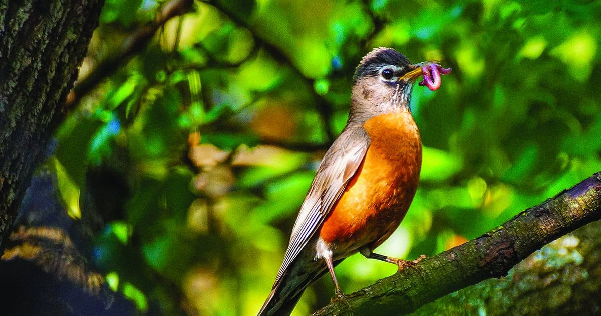 World Migratory Bird Day family event – Newton Daily News