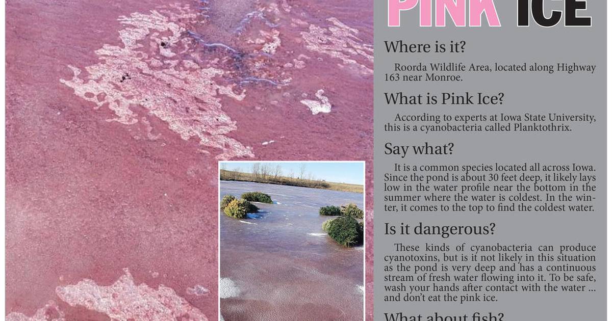 Jasper County's Pink Ice – Newton Daily News