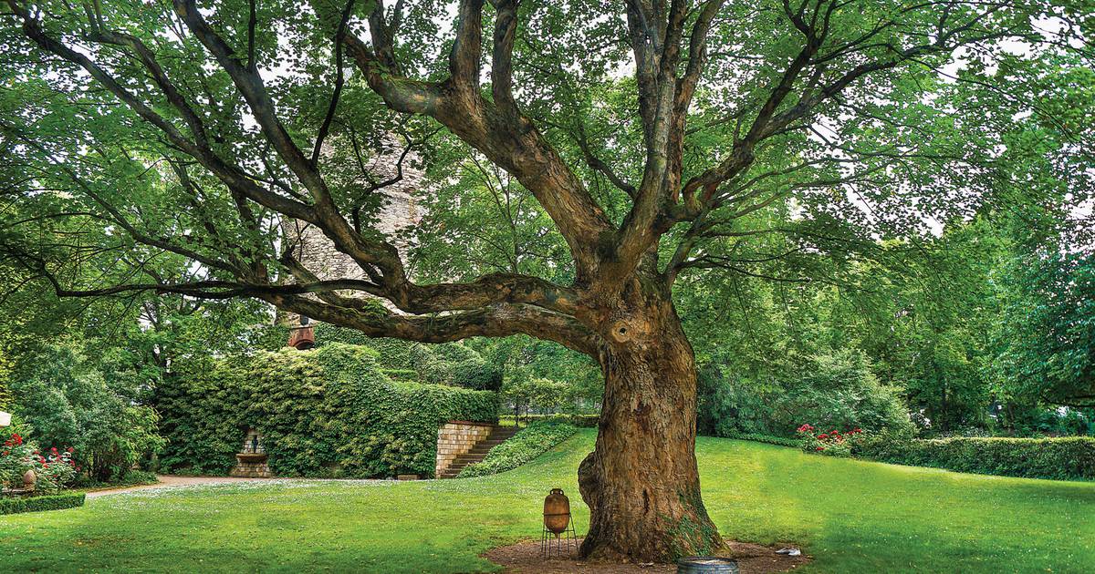 Celebrate Iowa trees throughout the year – Newton Daily News