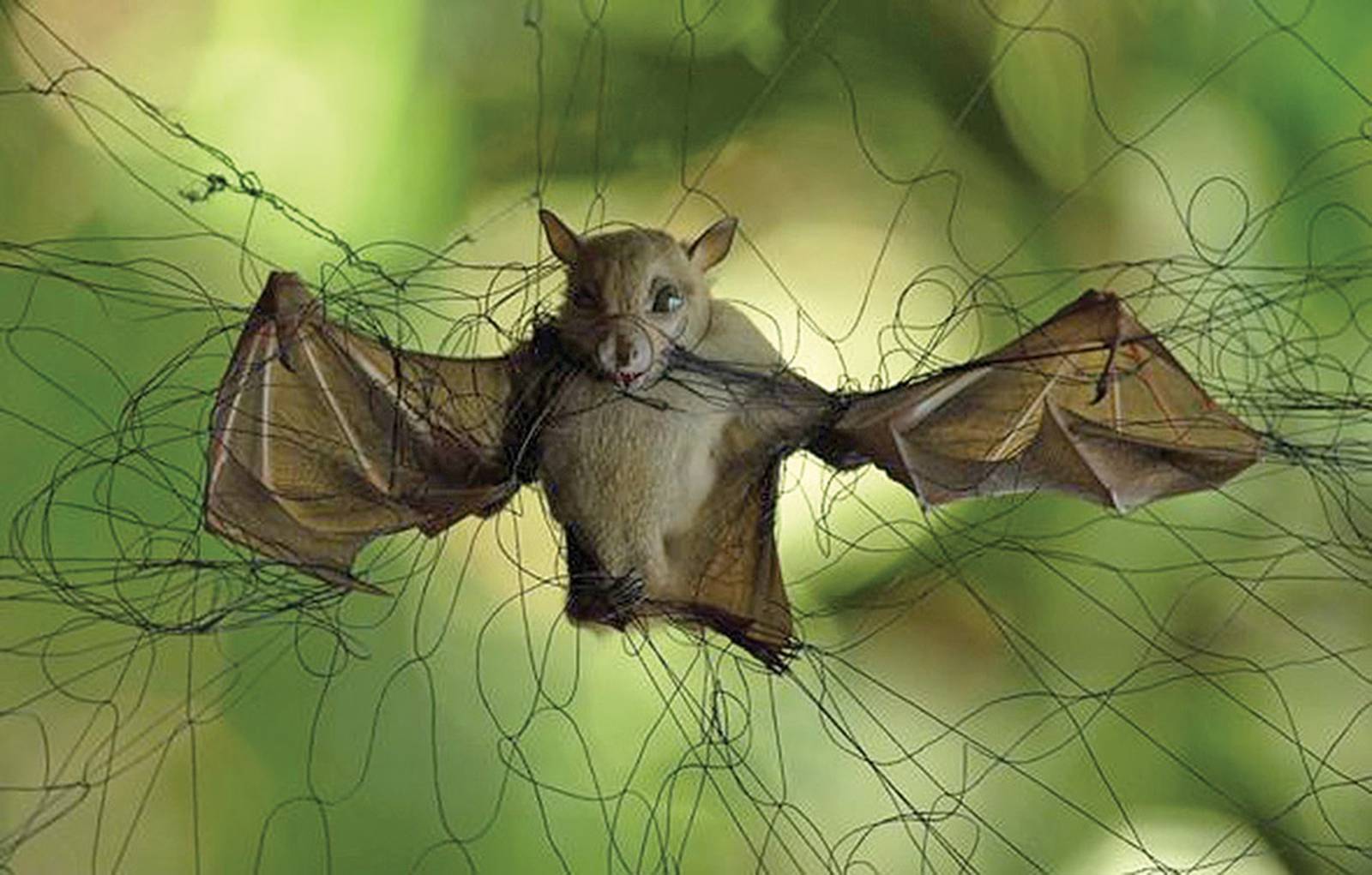 Bat Netting – Newton Daily News