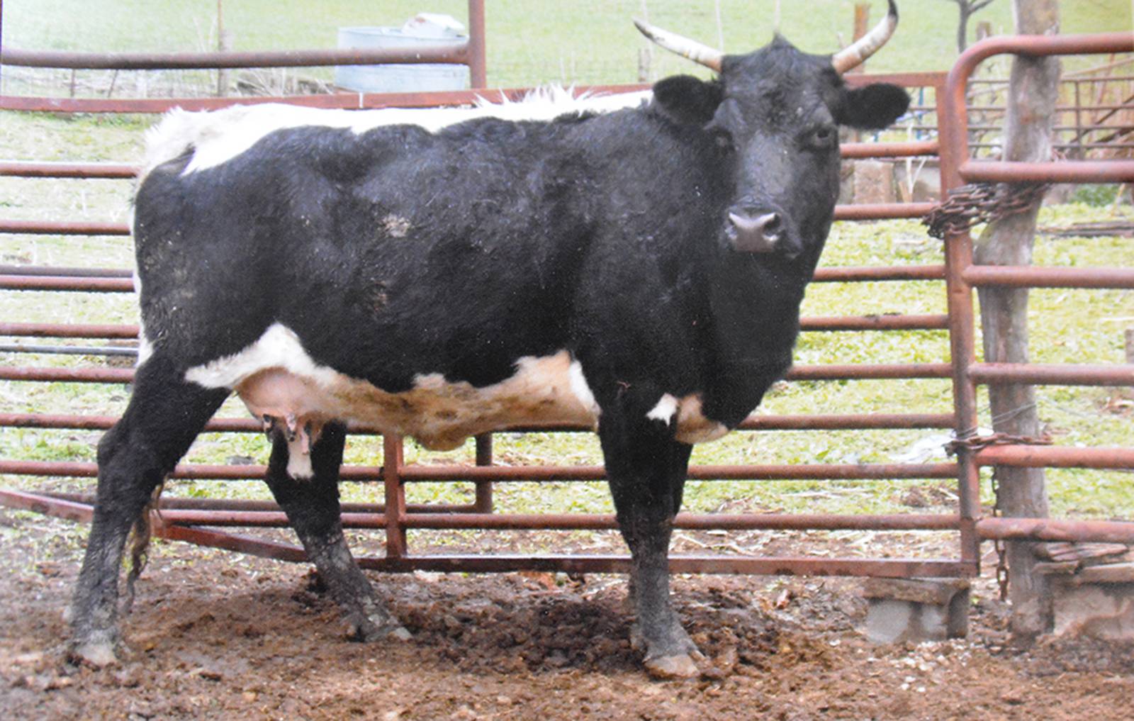 Missing cattle still a mystery after four months – Newton Daily News