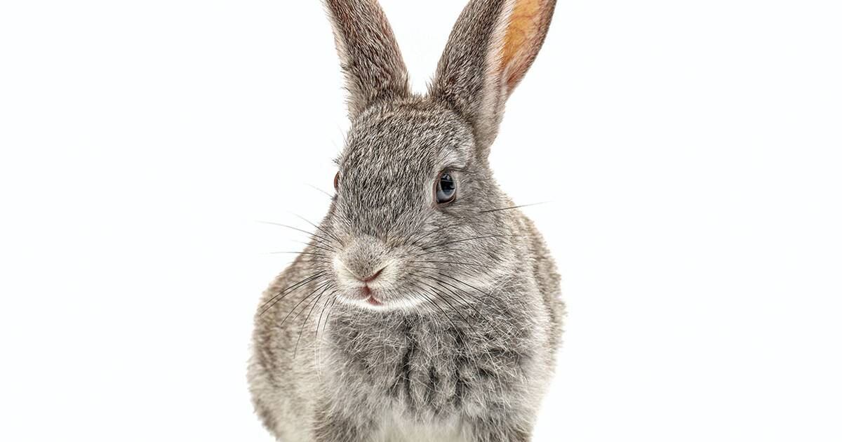 4H and FFA rabbit/cavy workshop in Colfax – Newton Daily News